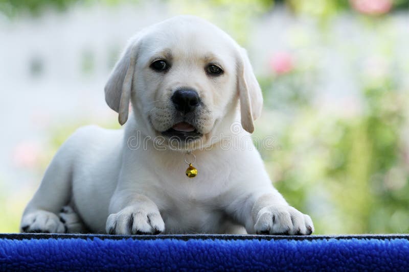 Yellow Labrador Retriever in Spring Close Up Stock Image - Image of ...