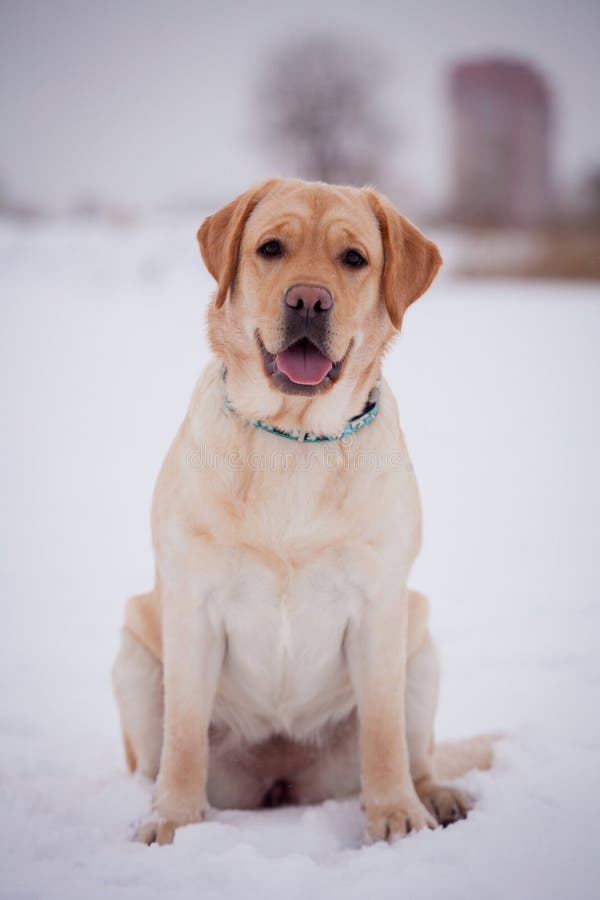 Yellow labrador retriever stock image. Image of path - 42180441