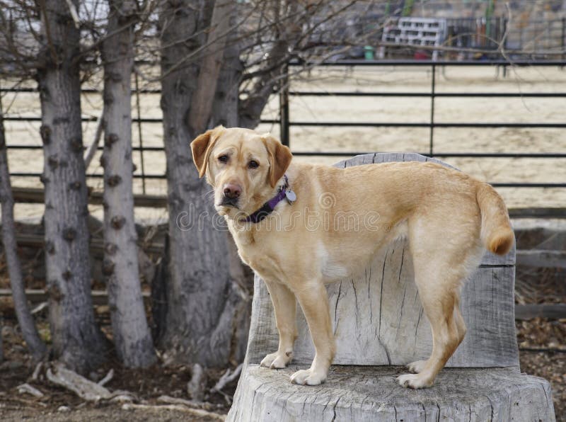 Yellow Labrador Retriever Standing on Tree Stump. Stock Image - Image ...