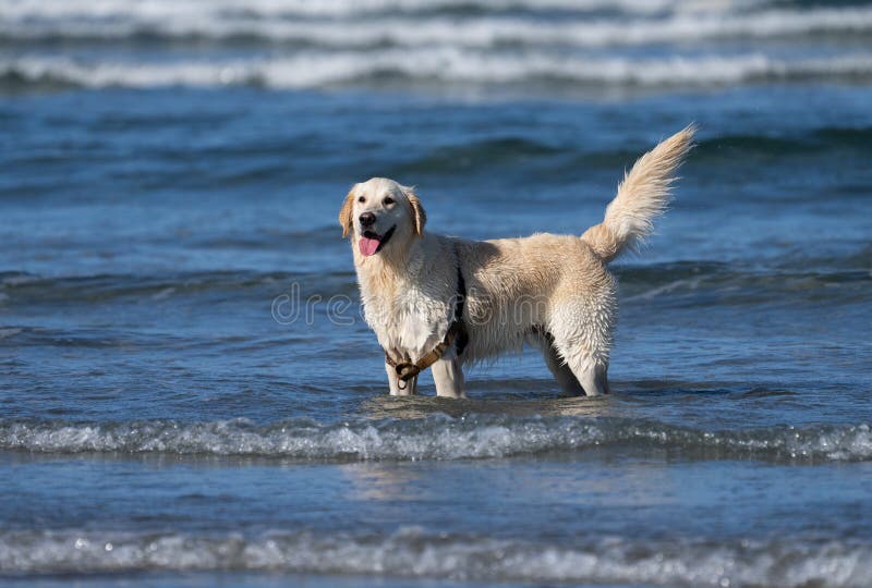 Yellow Labrador Retriever Standing in the Water Stock Photo - Image of ...