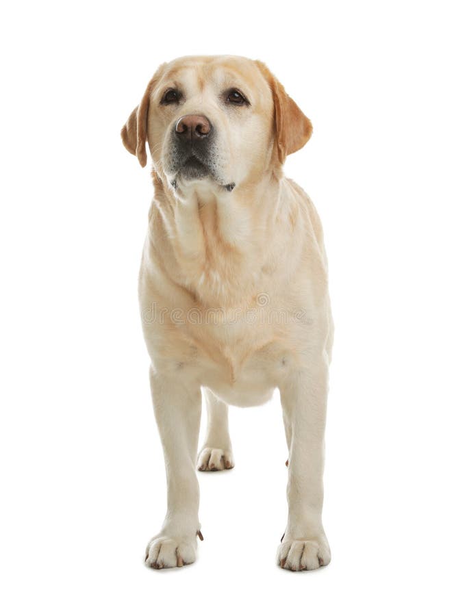 3,936 Labrador Retriever Standing Photos - Free & Royalty-Free Stock ...