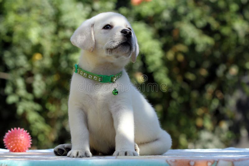 Yellow Labrador Retriever in Summer Close Up Stock Photo - Image of ...