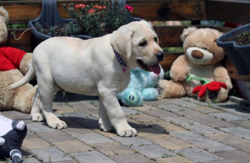 Yellow Labrador Retriever in Summer Close Up Stock Image - Image of ...