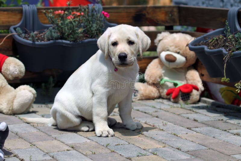 Yellow Labrador Retriever in Summer Close Up Stock Photo - Image of ...