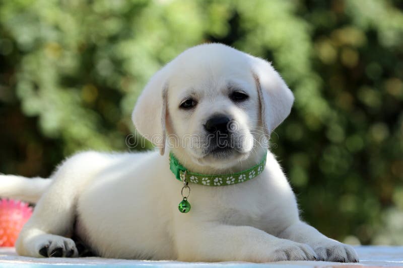 Yellow Labrador Retriever in Summer Close Up Stock Photo - Image of ...