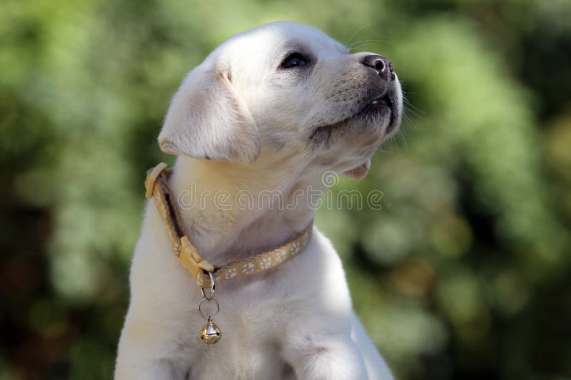 Yellow Labrador Retriever in Summer Close Up Stock Photo - Image of ...