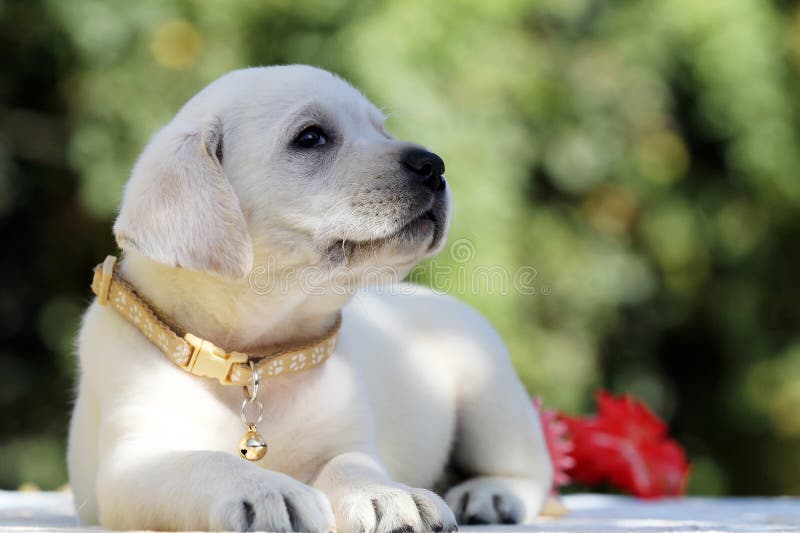 Yellow Labrador Retriever in Summer Close Up Stock Image - Image of ...
