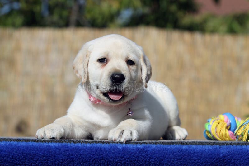 Yellow Labrador Retriever in Summer Close Up Stock Photo - Image of ...