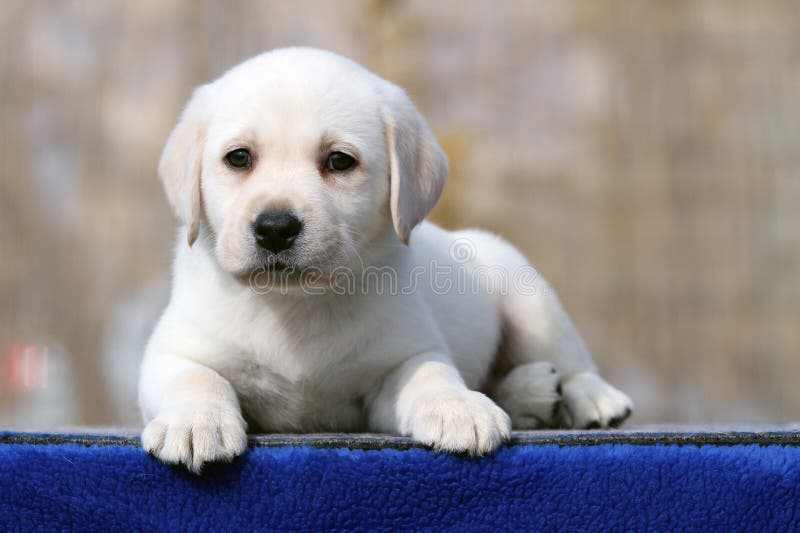 Yellow Labrador Retriever in Summer Close Up Stock Image - Image of ...