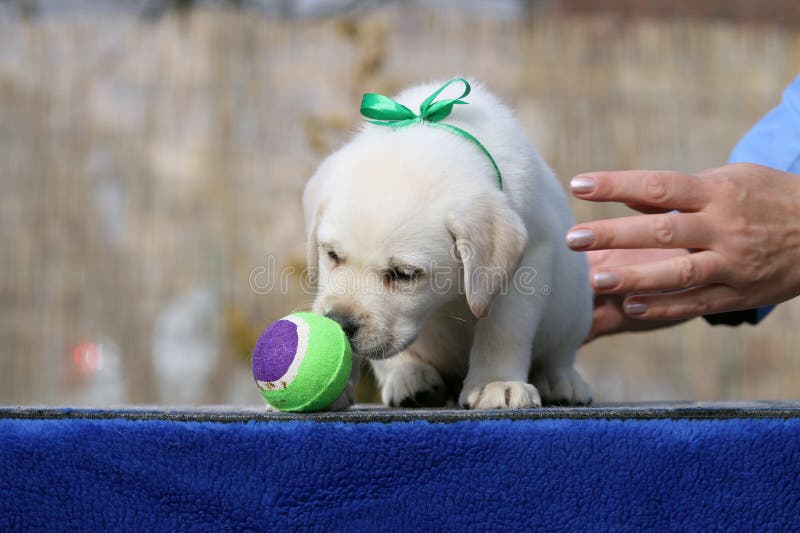 Yellow Labrador Retriever in Summer Close Up Stock Image - Image of ...
