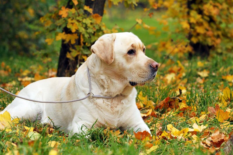 Yellow Labrador Retriever in Summer Close Up Stock Photo - Image of ...
