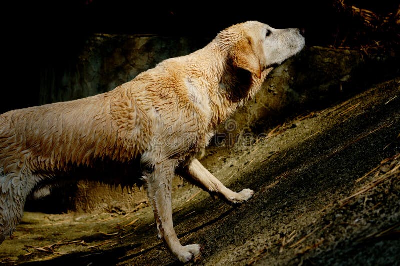 Yellow Labrador Retriever Waiting for the Order Stock Photo - Image of ...