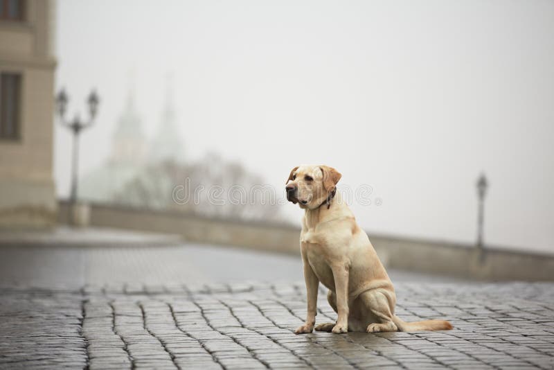 Dog in the street stock image. Image of lamp, cute, prague - 29708187