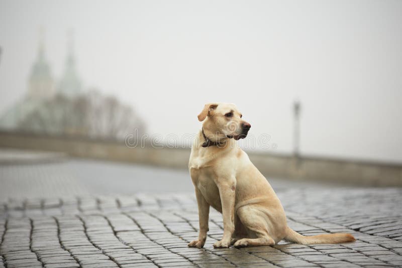 Dog in the street stock photo. Image of landmark, labrador - 29708238