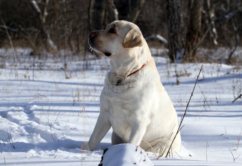 Yellow Labrador Retriever in Winter Close Up Stock Photo - Image of ...