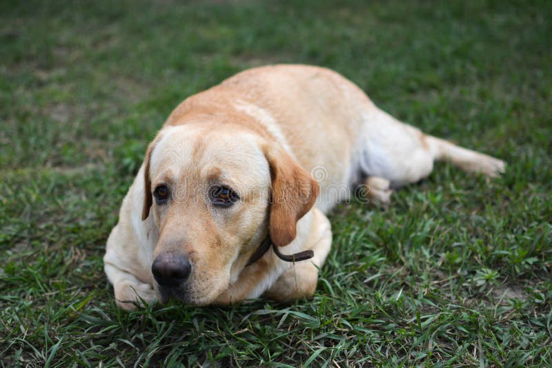Yellow labrador retriever stock image. Image of tired - 47729169