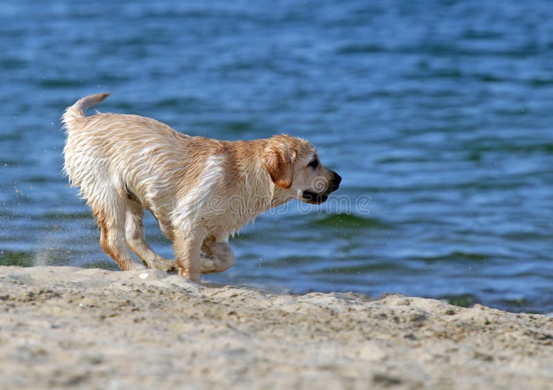 Yellow Labrador Running at the Sea Stock Image - Image of cute, sunny ...