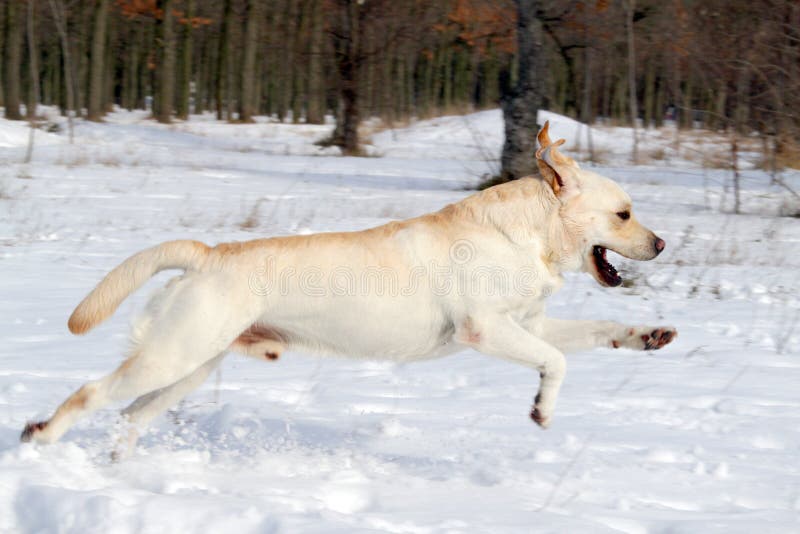 Yellow Labrador Running in Winter Stock Photo - Image of winter, park ...