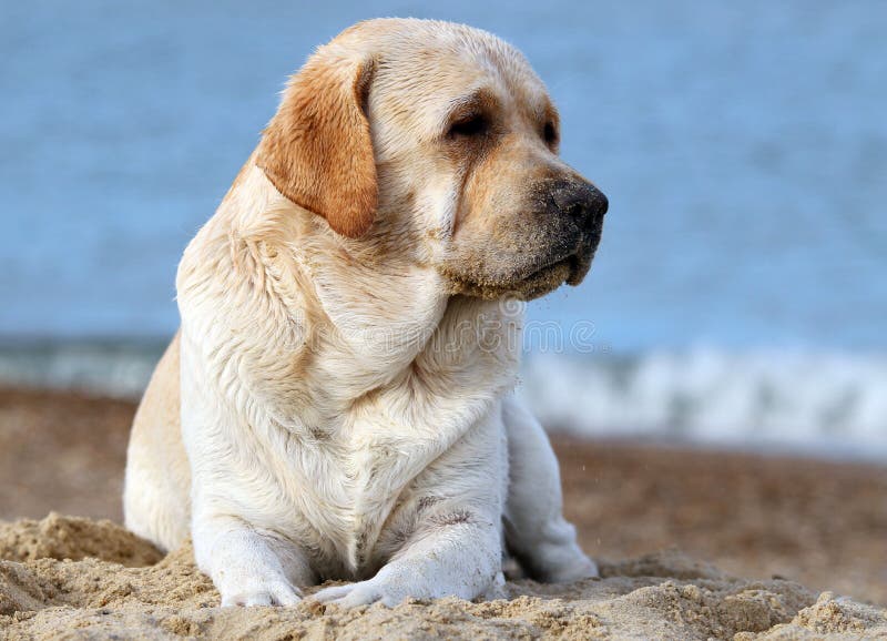 A Yellow Labrador at the Sea Portrait Close Up Stock Photo - Image of ...