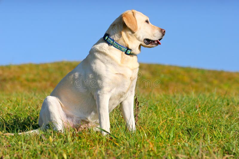 Yellow Labrador Sitting stock photo. Image of puppy, park - 1642122