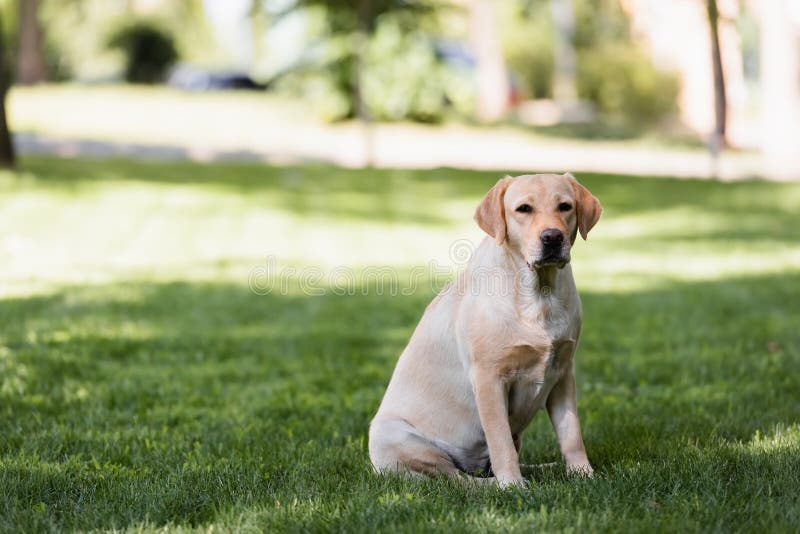 Yellow Labrador Sitting on Green Grass Stock Photo - Image of breed ...