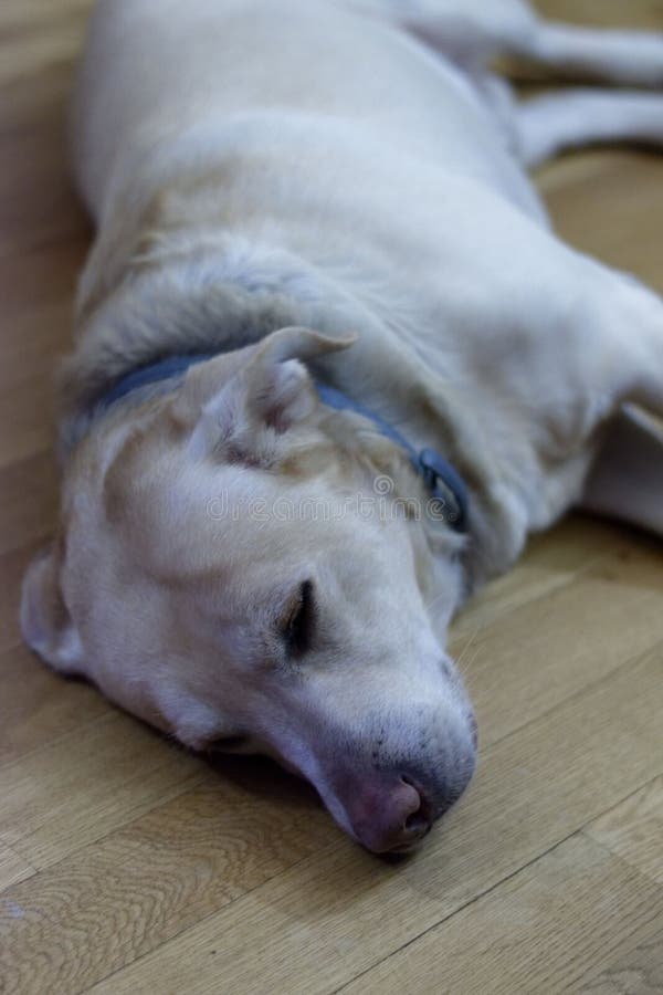 Yellow Labrador sleeping stock image. Image of mammal - 107633123