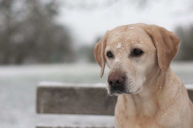 Yellow Labrador in the Snow Stock Image - Image of labrador, cute: 49750169
