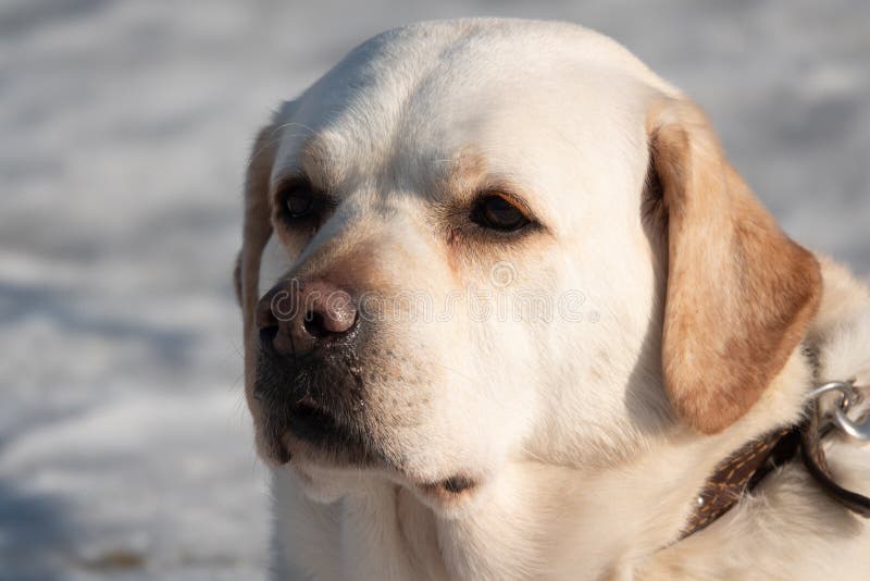 Labrador and Snow stock photo. Image of canine, playful - 441196
