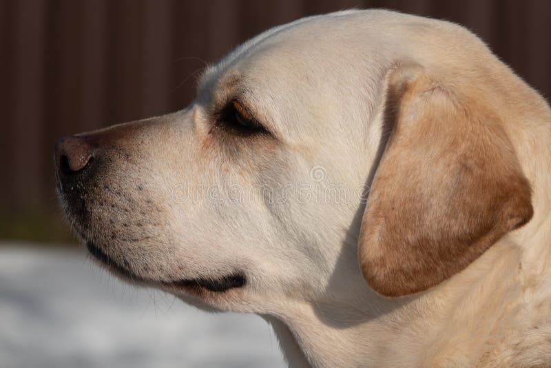 Labrador and Snow stock photo. Image of canine, playful - 441196