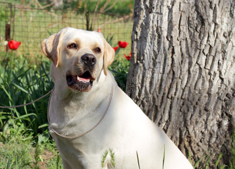 Yellow labrador in spring stock photo. Image of portrait - 40867862