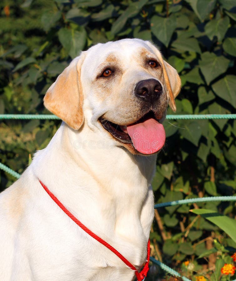 Yellow labrador in spring stock image. Image of portrait - 43393401