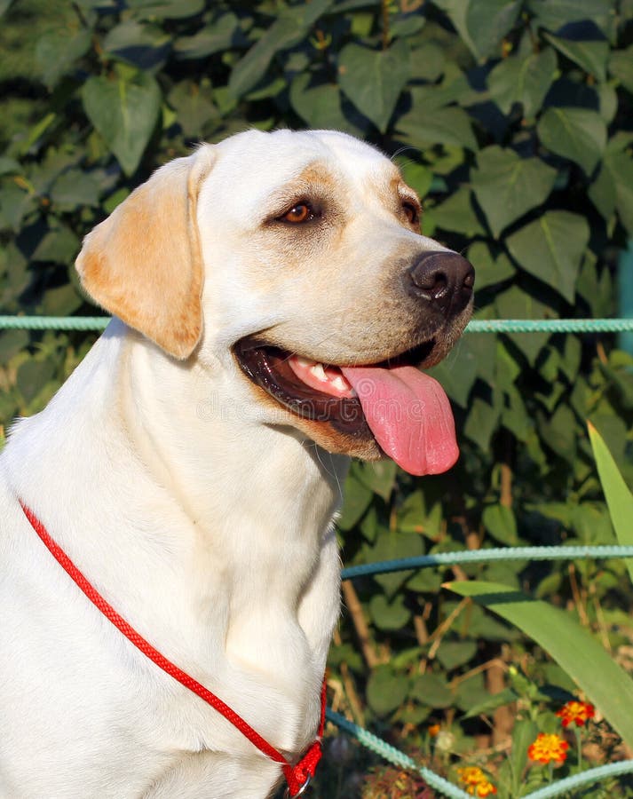 Yellow labrador in spring stock photo. Image of friend - 43634472