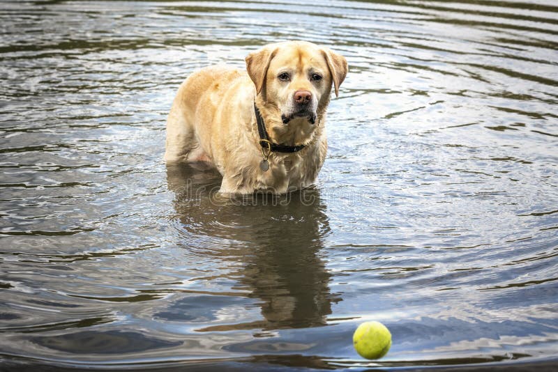 Yellow Labrador Standing in a Lake Looking Directly at His Ball Stock ...