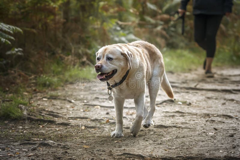 Yellow Labrador Standing in a Lake Looking Directly at His Ball Stock ...
