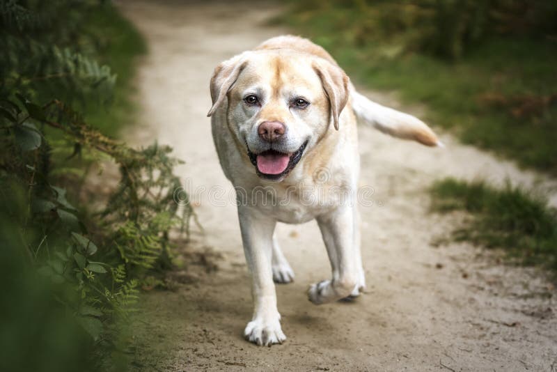 Yellow Labrador Standing in a Lake Looking Directly at His Ball Stock ...