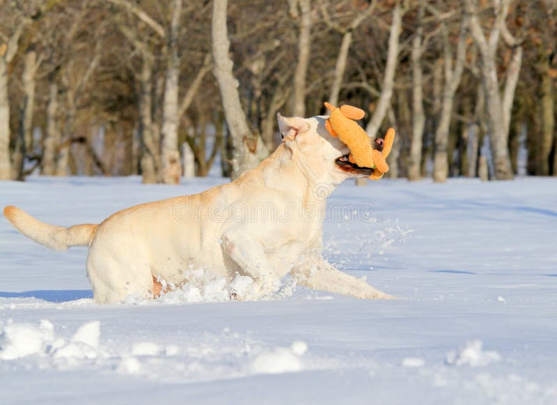 Yellow Labrador in Winter Running with a Toy Stock Photo - Image of ...