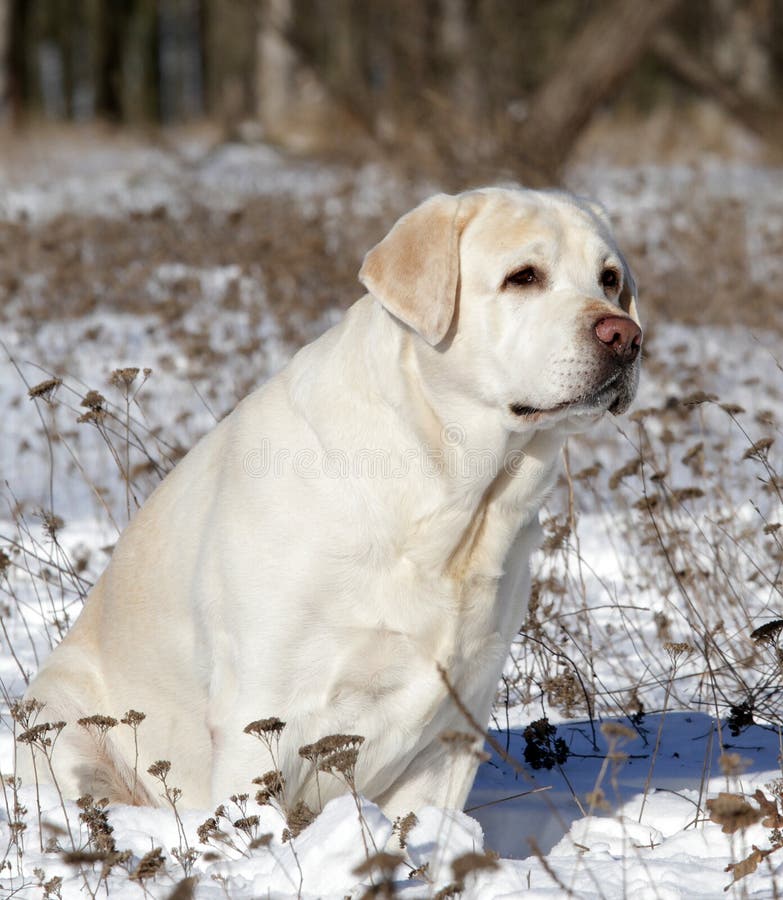 Yellow labrador in winter stock photo. Image of lovely - 37934698