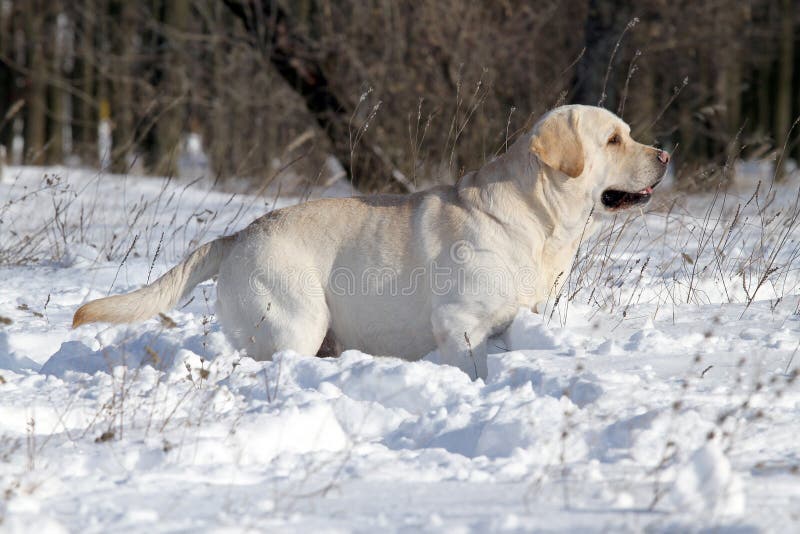 The Yellow Labrador in Winter in Snow Stock Image - Image of pale, cute ...