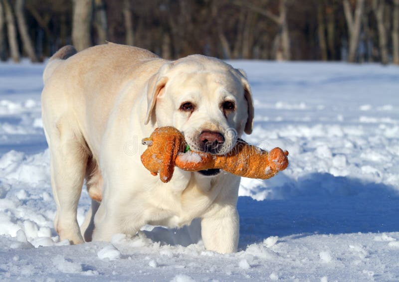Yellow Labrador in Winter with a Toy Close Stock Photo - Image of pale ...