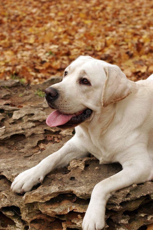 Yellow Labradors in the Park in Autumn Stock Photo - Image of happiness ...