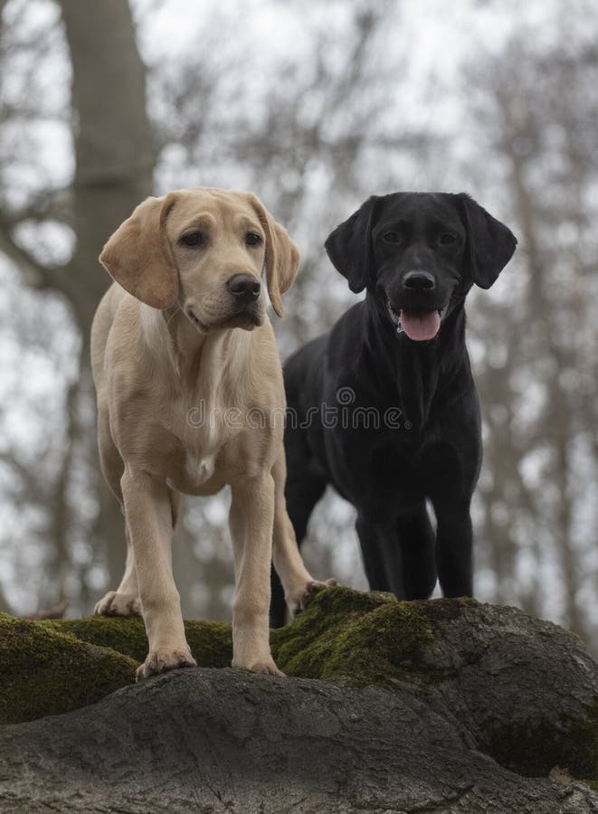Yellow Labrador in the Forest on a Tree Stock Image - Image of snout ...