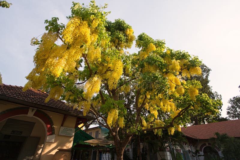 Yellow Laburnum Anagyroides,common Laburnum, Golden Chain or Golden ...