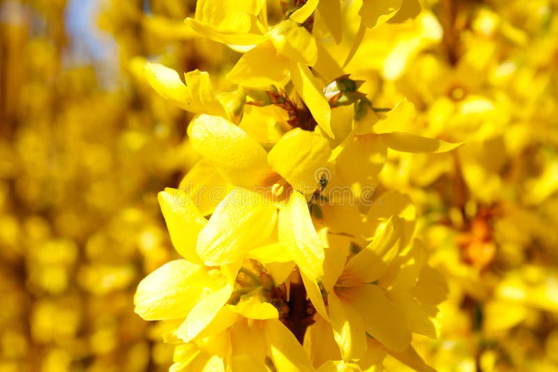 Yellow Laburnum Anagyroides,common Laburnum, Golden Chain or Golden ...