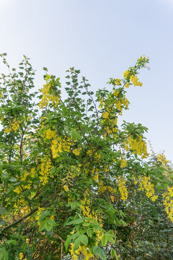 Yellow Laburnum Anagyroides,common Laburnum, Golden Chain or Golden ...