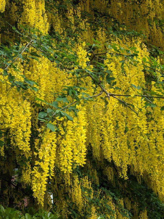 Laburnum Tree in Full Bloom Stock Photo - Image of flowers, outdoor ...