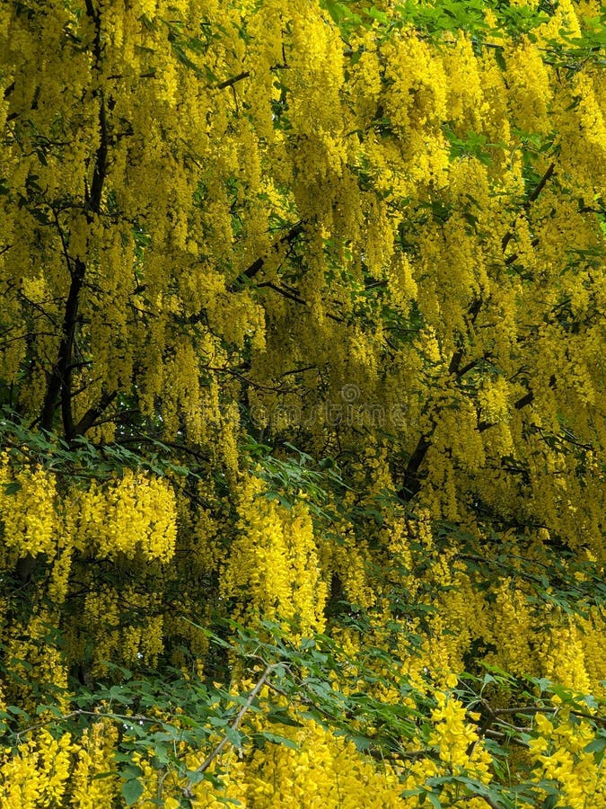 Laburnum tree in bloom stock photo. Image of outdoor - 377902278