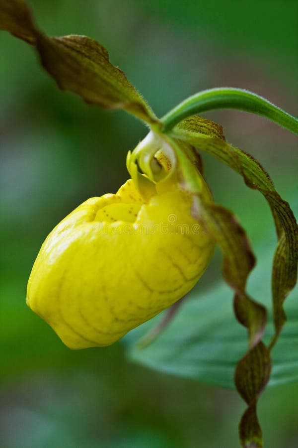 Yellow Lady s Slipper stock photo. Image of nature, wildflower - 13932874