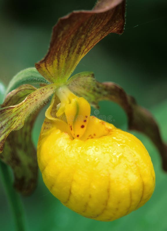 Yellow Lady Slipper stock image. Image of wildflower, lady - 3387353