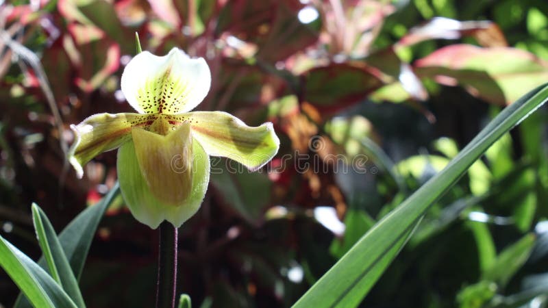 Yellow Lady Slipper Orchid in Natural Light Stock Footage - Video of ...