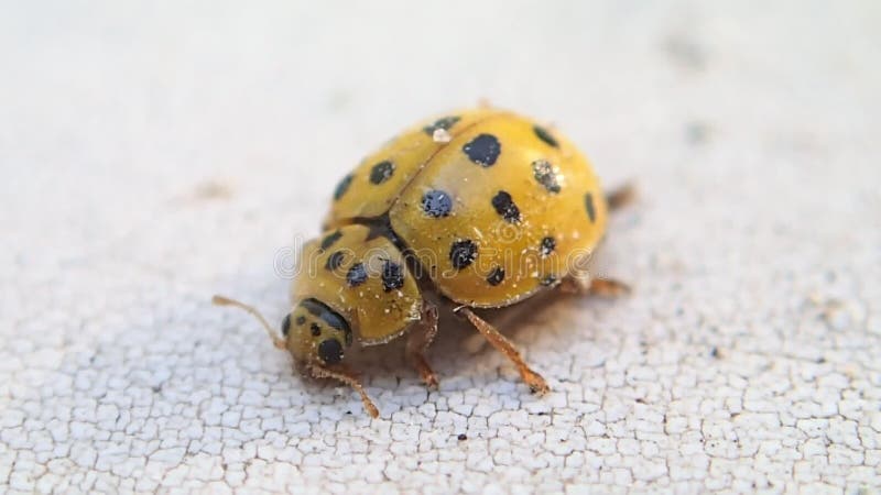 Yellow Ladybird Stretching Its Body Stock Footage - Video of ladybird ...